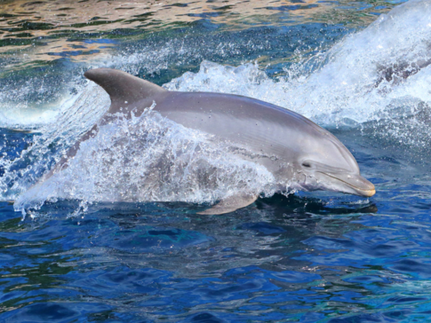 Dolphin Watching, Whale Watching & More | Virginia Beach, VA | Double ...